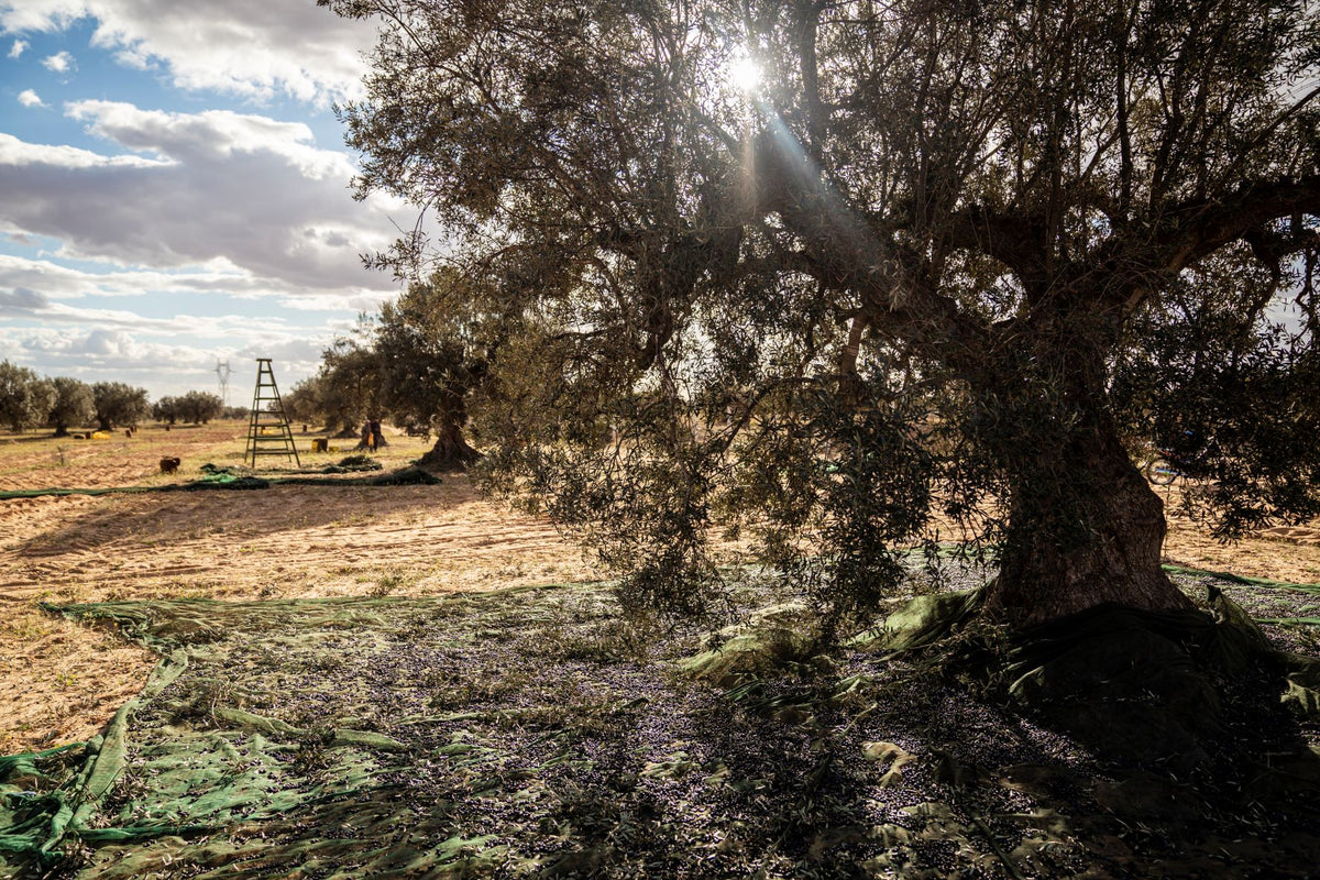 Extra virgin olive oil: Its history, benefits, and some amazing recipe ...